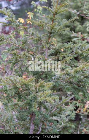conifers (Pinopsida) Plantae Stock Photo - Alamy