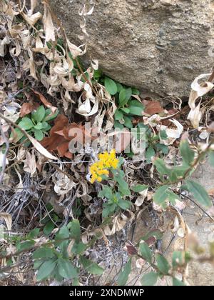 velvety goldenrod (Solidago velutina) Plantae Stock Photo - Alamy