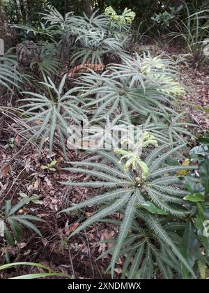 Umbrella fern (Sticherus cunninghamii) Plantae Stock Photo - Alamy