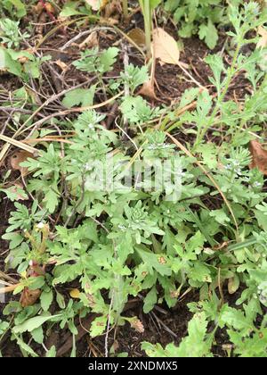 dwarf germander (Teucrium depressum) Plantae Stock Photo - Alamy