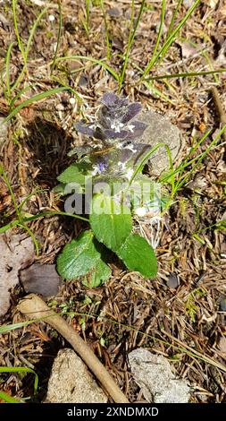 Pyramidal Bugle (Ajuga pyramidalis) Plantae Stock Photo - Alamy