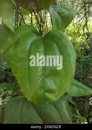 roundleaf greenbrier (Smilax rotundifolia) Plantae Stock Photo - Alamy