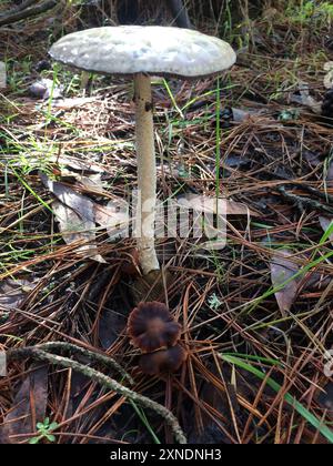 Questionable Stropharia (Stropharia ambigua) Fungi Stock Photo - Alamy
