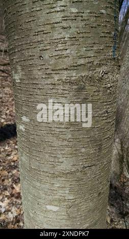 sweet birch (Betula lenta) Plantae Stock Photo - Alamy