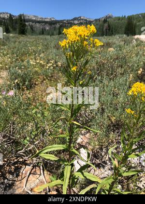 Tall Ragwort (Senecio serra) Plantae Stock Photo - Alamy