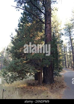 Sierra juniper (Juniperus grandis) Plantae Stock Photo - Alamy