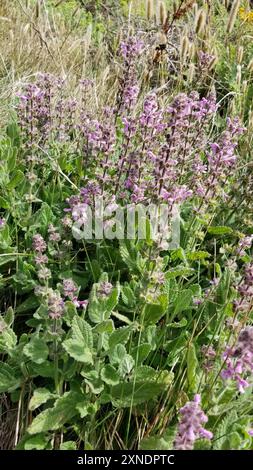 Bugle Hedgenettle (Stachys ajugoides) Plantae Stock Photo - Alamy
