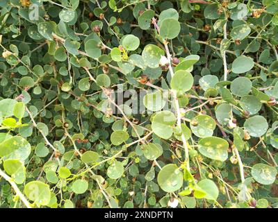 Egyptian Caper (Capparis zoharyi), Plantae, The Jewish Quarter ...