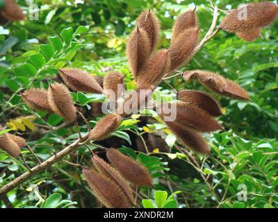 (Guilandina minax) Plantae Stock Photo - Alamy