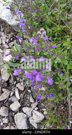 Rock Thyme (Clinopodium alpinum) Plantae Stock Photo - Alamy