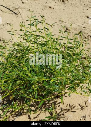 skunkweed (Croton texensis) Plantae Stock Photo - Alamy