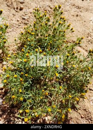 Fetid marigold (Dyssodia papposa) Plantae Stock Photo - Alamy