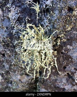 cartilage lichen (Ramalina celastri) Fungi Stock Photo - Alamy