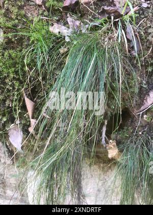 wavy hair-grass (Avenella flexuosa) Plantae Stock Photo - Alamy