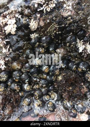 Black Tegula (Tegula funebralis) Mollusca Stock Photo - Alamy
