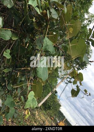 grape family (Vitaceae) Plantae Stock Photo - Alamy