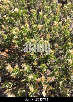 turpentine bush (Ericameria laricifolia) Plantae Stock Photo - Alamy