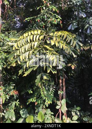 Fishtail palms (Caryota) Plantae Stock Photo - Alamy