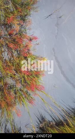 Virginia Glasswort (Salicornia depressa) Plantae Stock Photo - Alamy