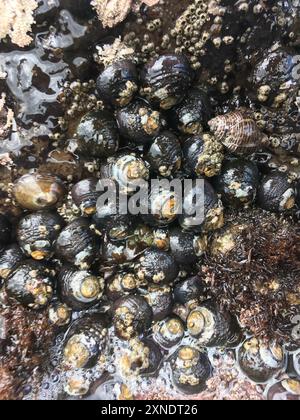 Black Tegula (Tegula funebralis) Mollusca Stock Photo - Alamy