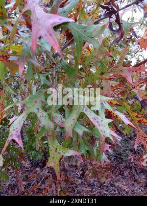 American turkey oak (Quercus laevis) Plantae Stock Photo - Alamy