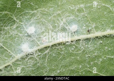 Giant Whitefly (Aleurodicus dugesii) Insecta Stock Photo - Alamy