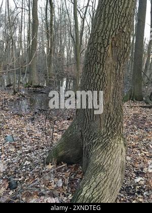 pumpkin ash (Fraxinus profunda) Plantae Stock Photo - Alamy