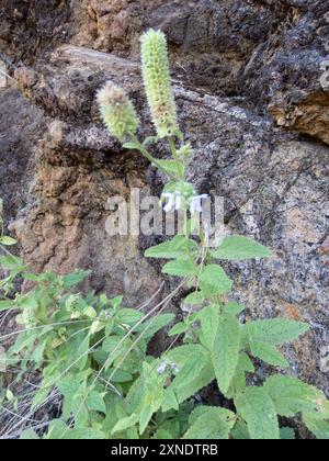 short-spiked hedge nettle (Stachys pycnantha) Plantae Stock Photo - Alamy