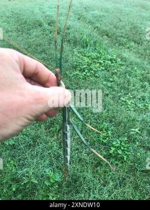 Giant Walkingstick (Megaphasma denticrus) Insecta Stock Photo - Alamy