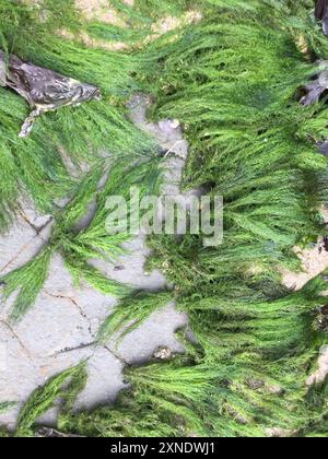 green rope (Acrosiphonia coalita) Plantae Stock Photo - Alamy