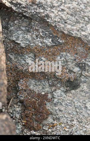 Blushing Scale (Psora decipiens) Fungi Stock Photo - Alamy