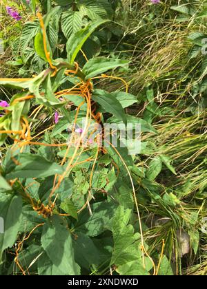 dodders (Cuscuta) Plantae Stock Photo - Alamy