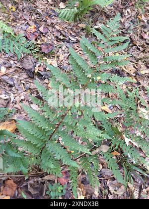 log fern (Dryopteris celsa) Plantae Stock Photo - Alamy