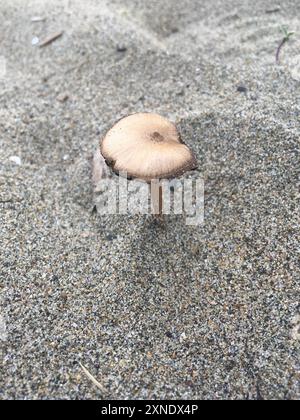 Beach Brittlestem (Psathyrella ammophila) Fungi Stock Photo - Alamy