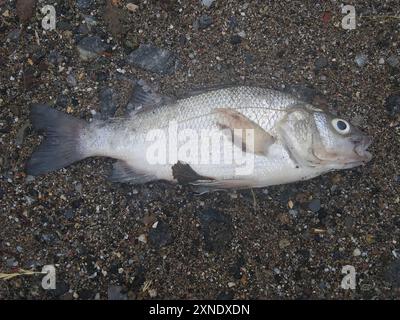 White Perch (Morone americana) Actinopterygii Stock Photo - Alamy