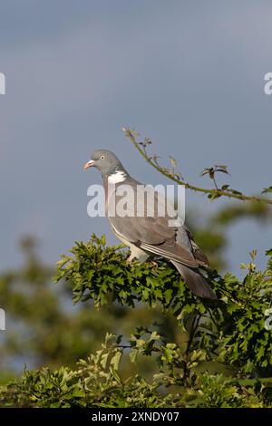 Wood Pigeon (Columba oenas) Norfolk July 2024 Stock Photo - Alamy