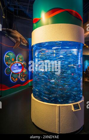 Sardine tank display at the Aquarium of the Bay, San Francisco ...