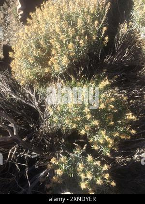 goldenbushes (Ericameria) Plantae Stock Photo - Alamy