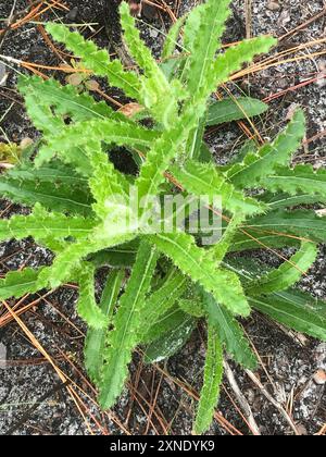 sandhill thistle (Cirsium repandum) Plantae Stock Photo - Alamy