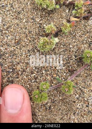 woolly-headed spineflower (Chorizanthe cuspidata villosa) Plantae Stock ...