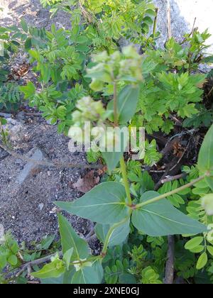 Wild Four o'Clock (Mirabilis nyctaginea) Plantae Stock Photo - Alamy