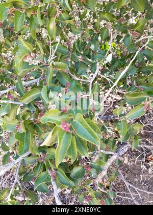 sugar bush (Rhus ovata) Plantae Stock Photo - Alamy