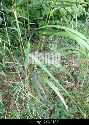 river wild rye (Elymus riparius) Plantae Stock Photo - Alamy