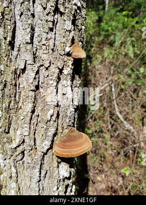 Cracked Cap Polypore (Fulvifomes robiniae) Fungi Stock Photo - Alamy