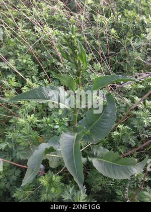 Patience Dock (Rumex patientia) Plantae Stock Photo - Alamy