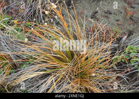 Pingao (Ficinia spiralis) Plantae Stock Photo - Alamy