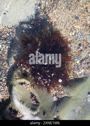 (Prionitis lanceolata) Plantae Stock Photo - Alamy