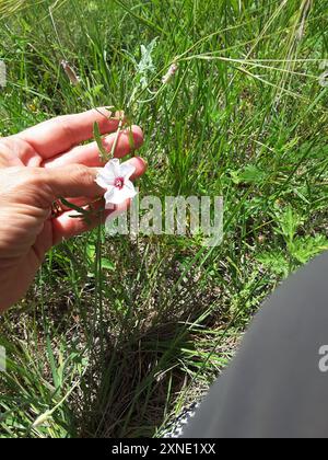 Texas bindweed (Convolvulus equitans) Plantae Stock Photo - Alamy