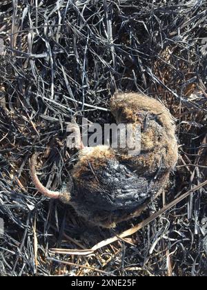 Voles, Lemmings, and Muskrats (Arvicolinae) Mammalia Stock Photo - Alamy