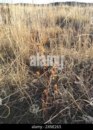 Fetid marigold (Dyssodia papposa) Plantae Stock Photo - Alamy